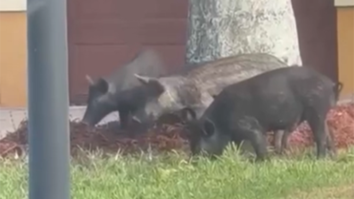 Wild hogs on the loose in Miramar community have residents concerned ...