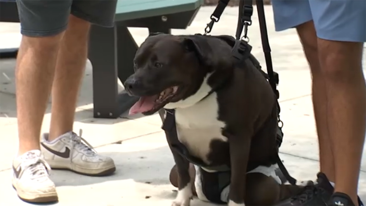 Man says pet dog left paralyzed after staying at boarding facility ...