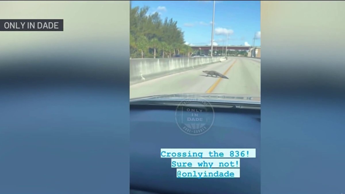 Video shows alligator crossing Dolphin Expressway – NBC 6 South Florida