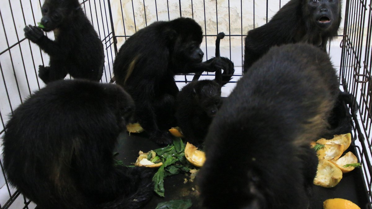 Howler monkeys fall dead from trees amid historic Mexico heat wave ...