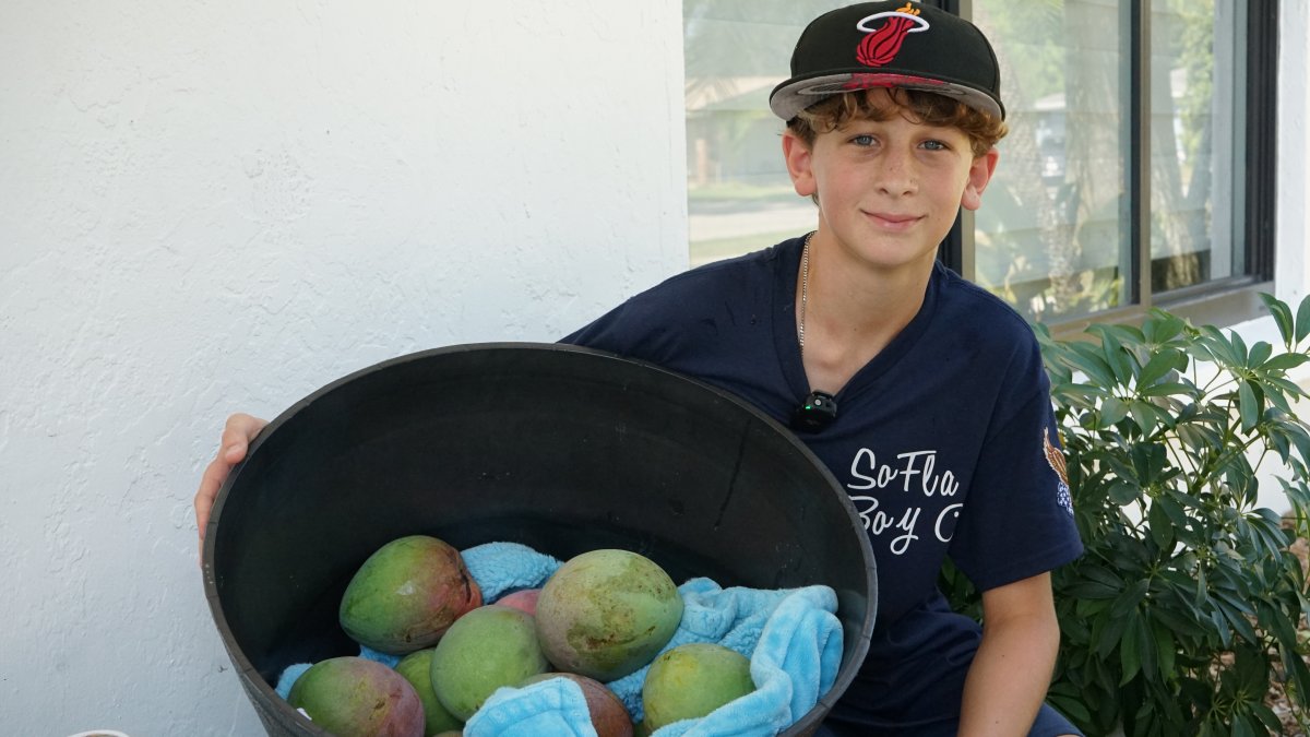 Mango Money: 12-year-old picks mangoes for Plantation neighbors – NBC 6 ...