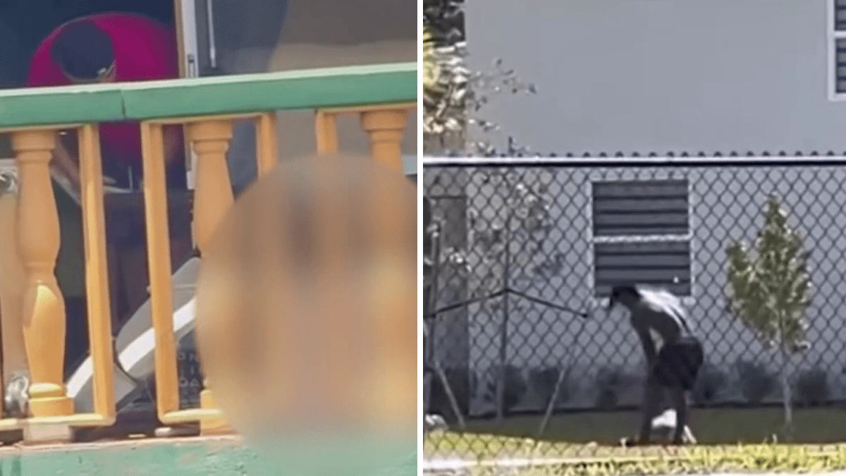 What are the penalties for people caught abusing animals in Florida ...