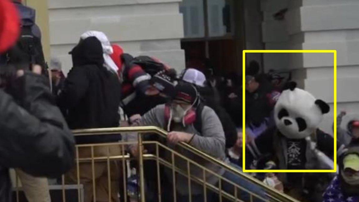 ‘Sedition Panda’ convicted of assaulting officer on Jan. 6 – NBC 6 ...