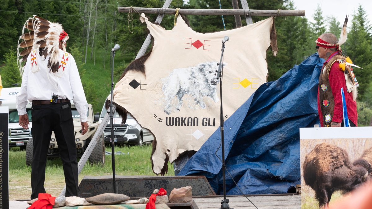 Rare white buffalo sacred to Native Americans not seen since birth ...