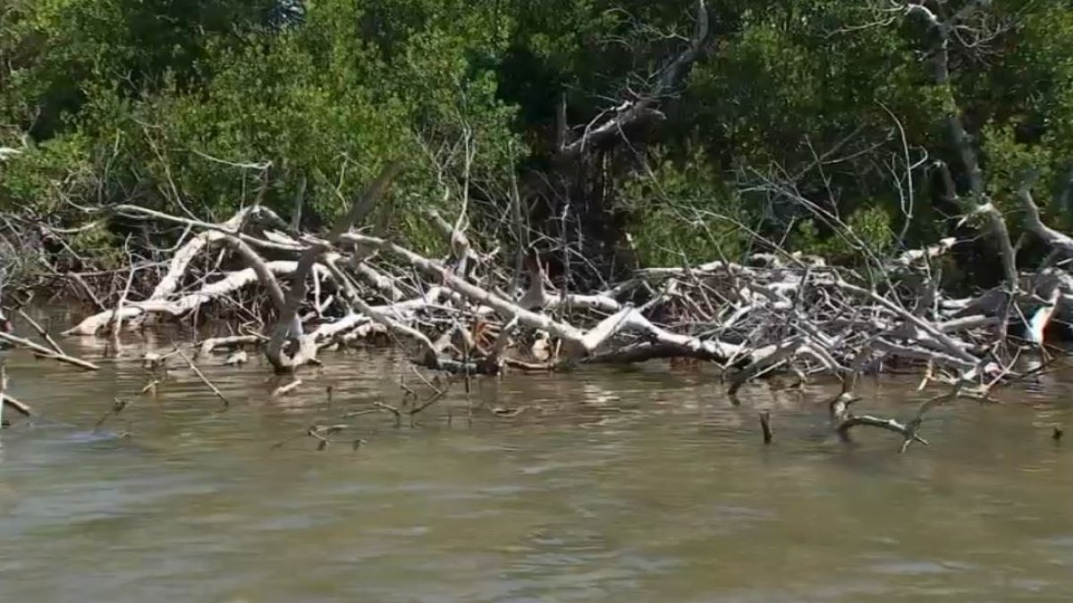 Hurricane Season; How mangroves and Saharan dust impact storms – NBC 6 ...