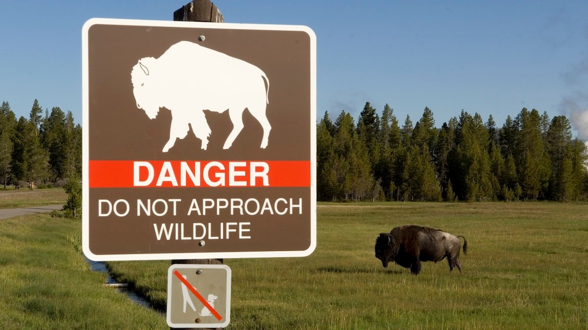 Florida man gored by bison in Yellowstone National Park – NBC 6 South ...
