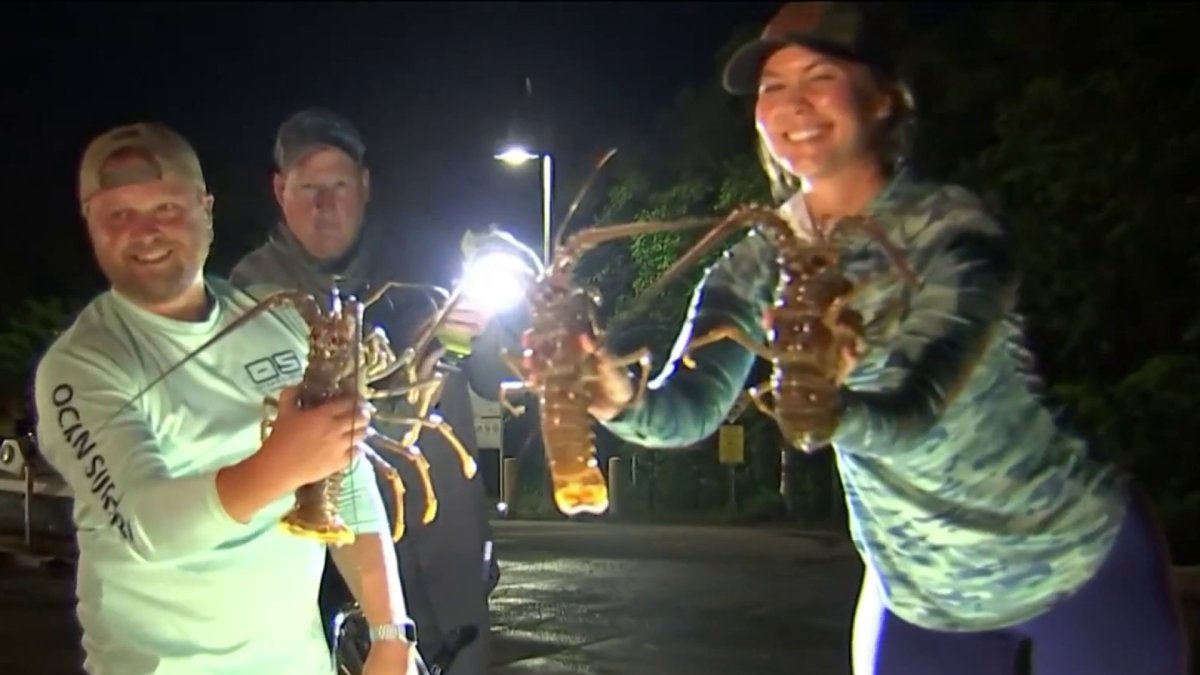 Lobster mini-season gets underway in South Florida – NBC 6 South Florida