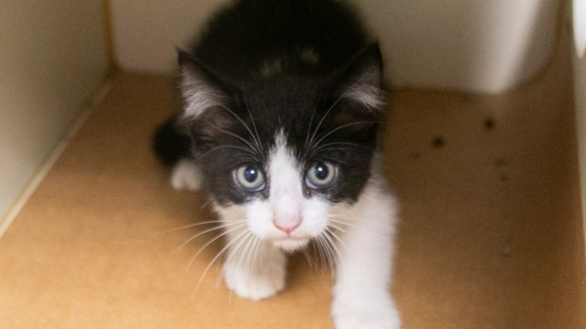 Broward County Animal Care suspends cat services due to disease ...