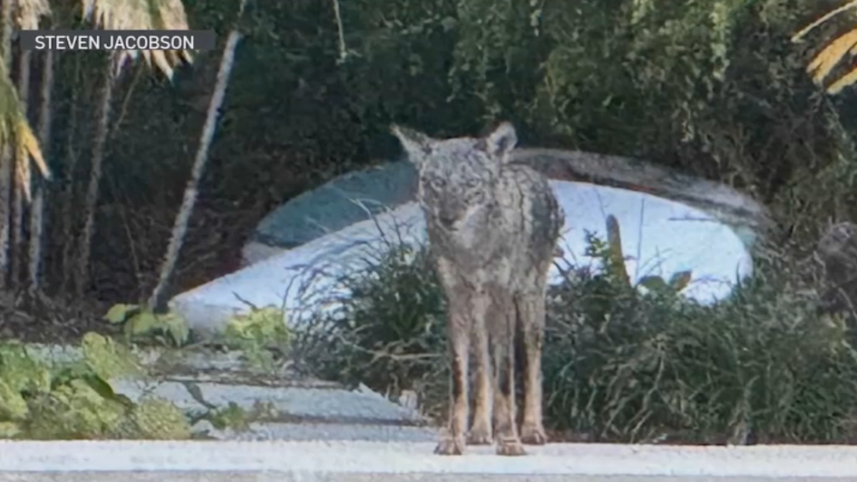 FWC addresses concerns over coyote sightings in Wilton Manors – NBC 6 ...