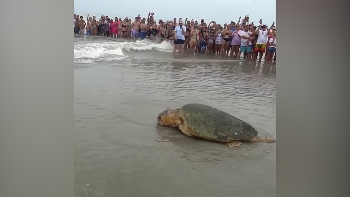 Huge loggerhead sea turtle released in Florida – NBC 6 South Florida