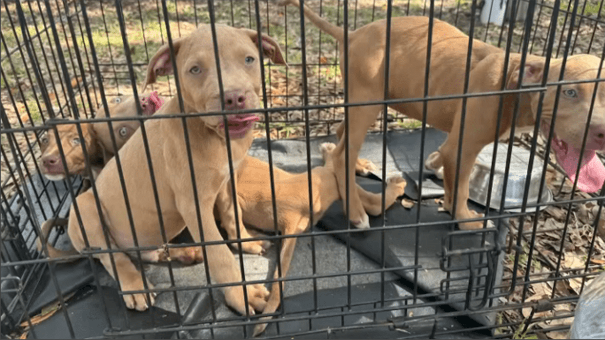 Sick and malnourished puppies abandoned outside Humane Society in North ...