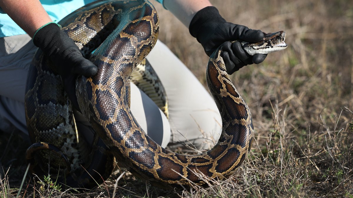 Why Are Burmese Pythons Such A Problem For The Florida Everglades