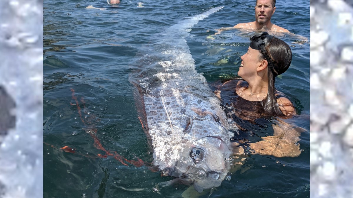 ‘Sea serpent’ surprises snorkelers in La Jolla Cove – NBC 6 South Florida