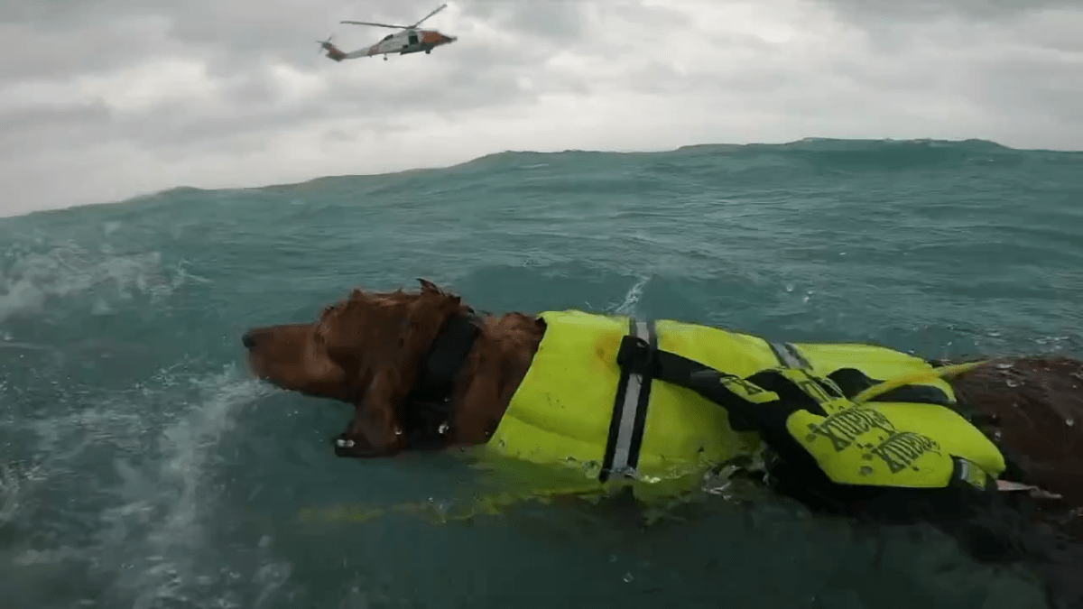US Coast Guard rescues man and dog in sea during Hurricane Helene – NBC ...