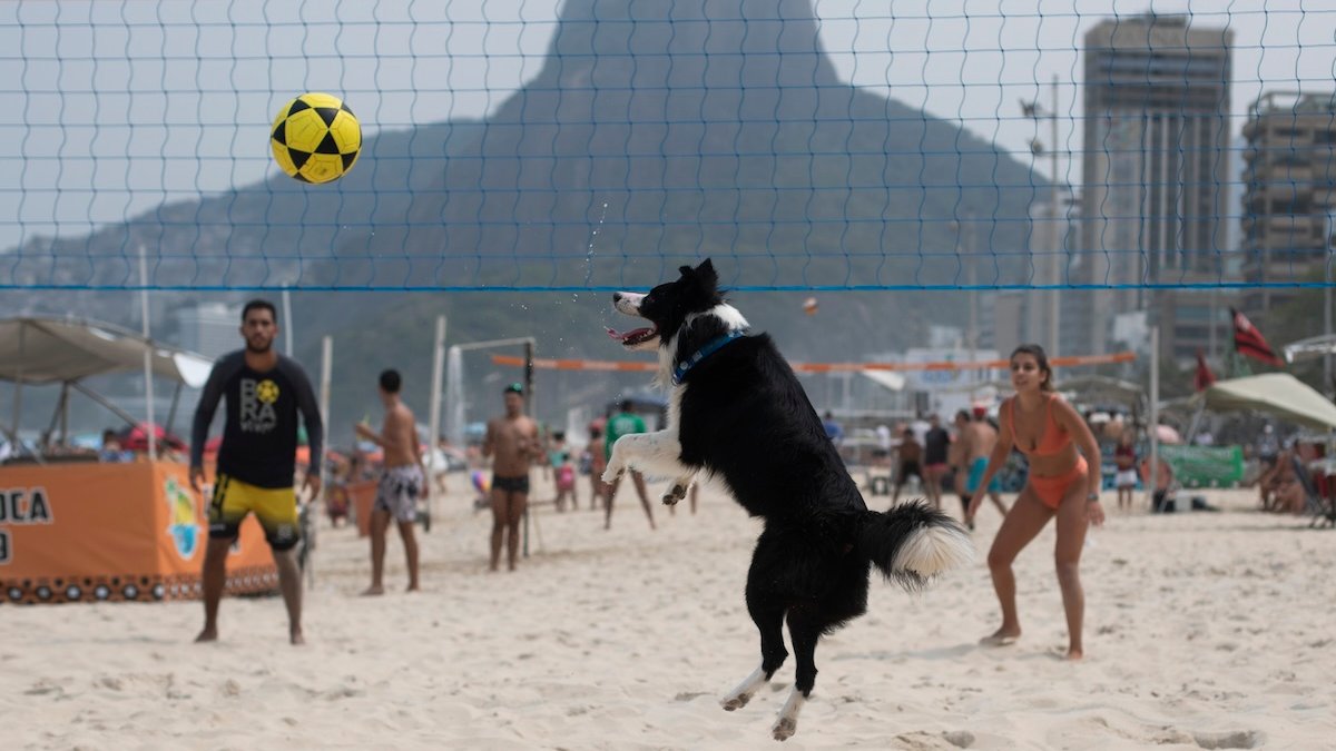 Meet Floki: The Brazilian dog going viral for his footvolley skills ...