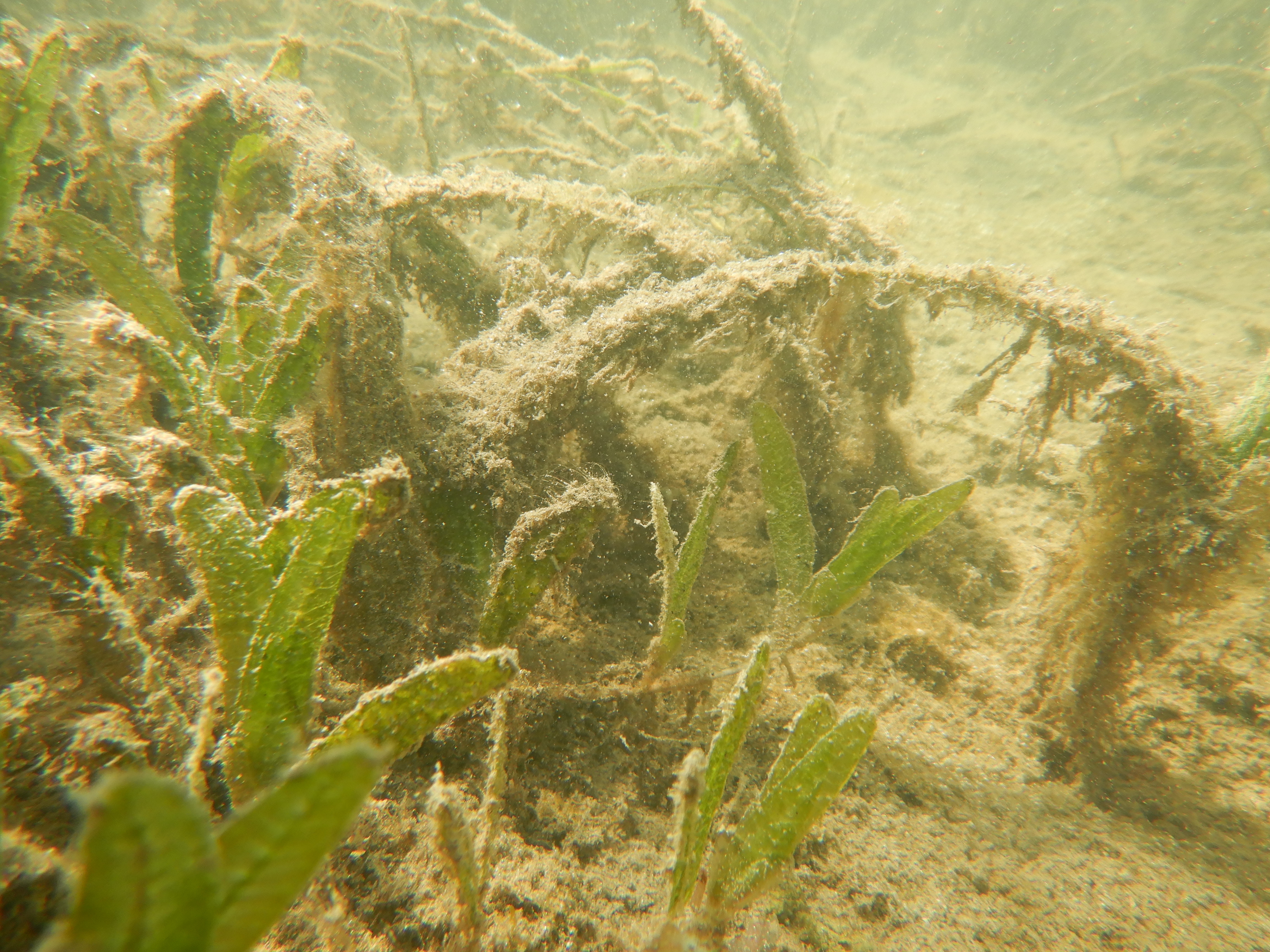 Invasive seagrass spotted for 1st time in US is in South Florida – NBC ...