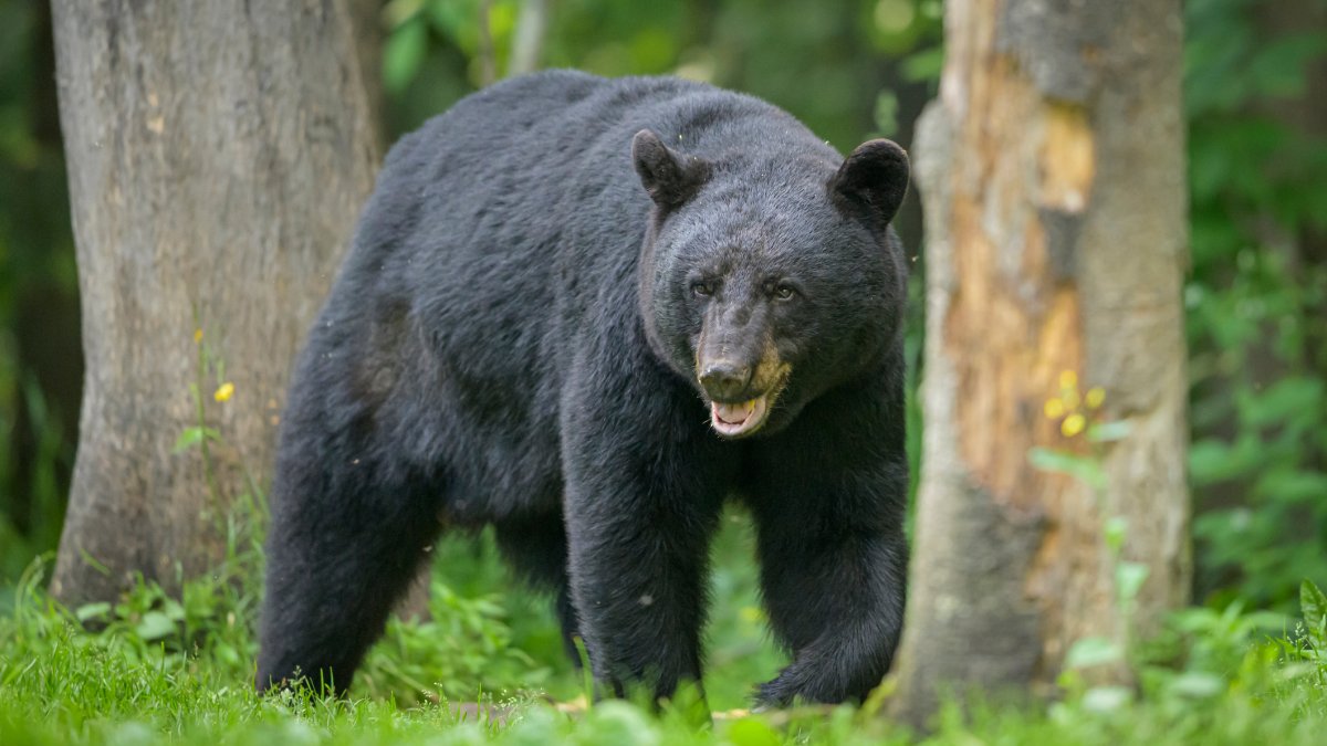 Florida bear hunt planned in December despite strong opposition – NBC 6 ...