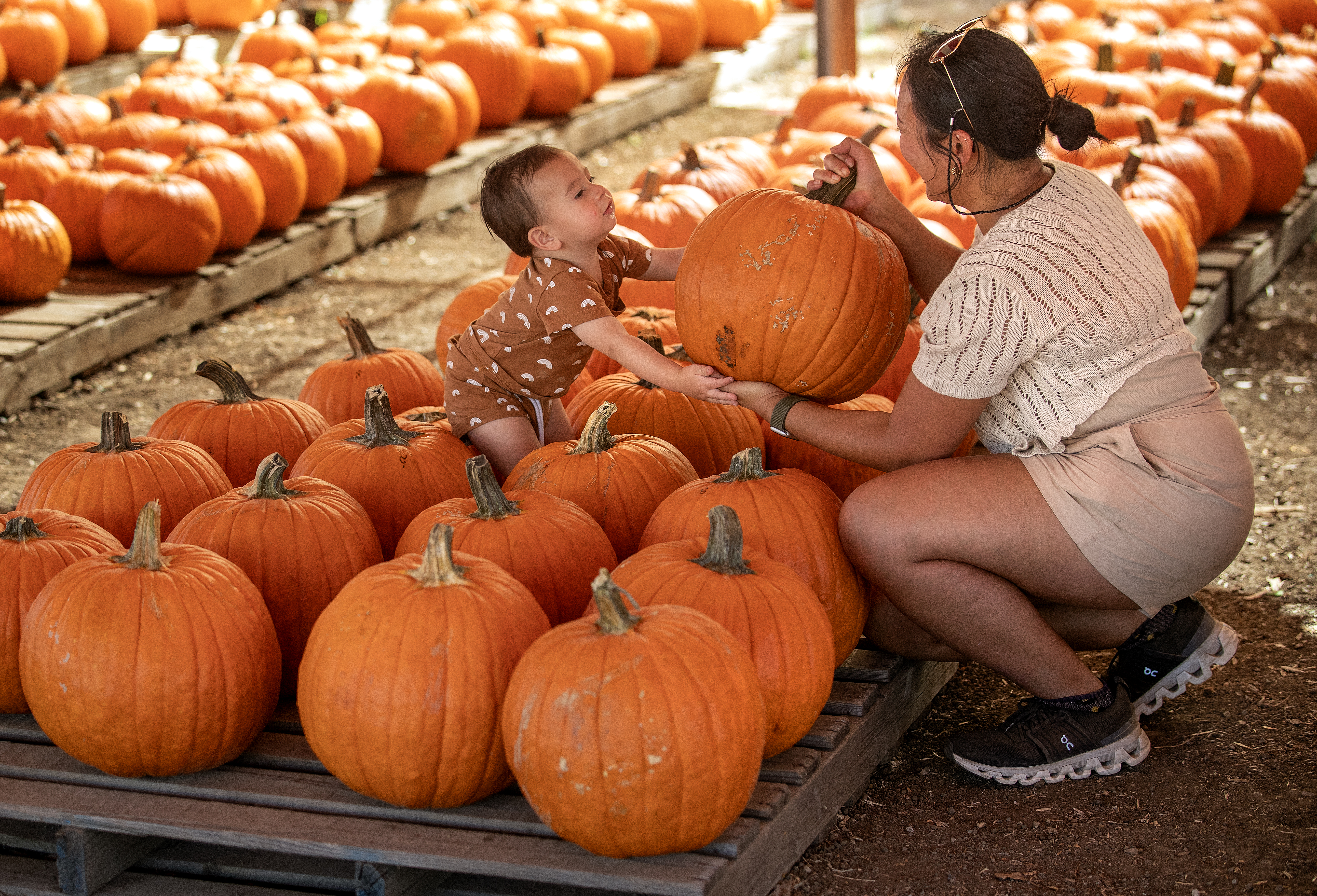 How to pick the perfect pumpkin – NBC 6 South Florida