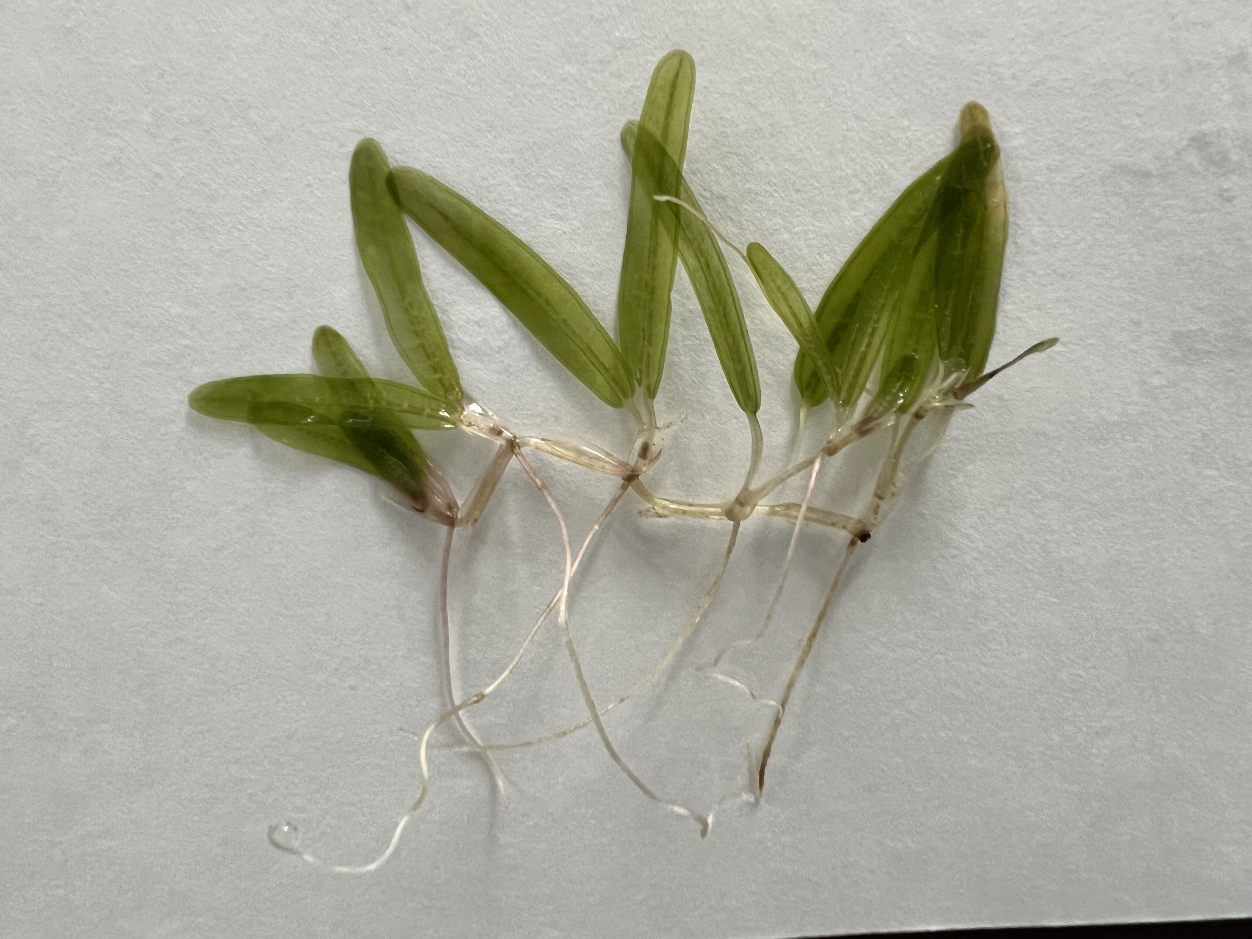 Invasive seagrass spotted for 1st time in US is in South Florida – NBC ...