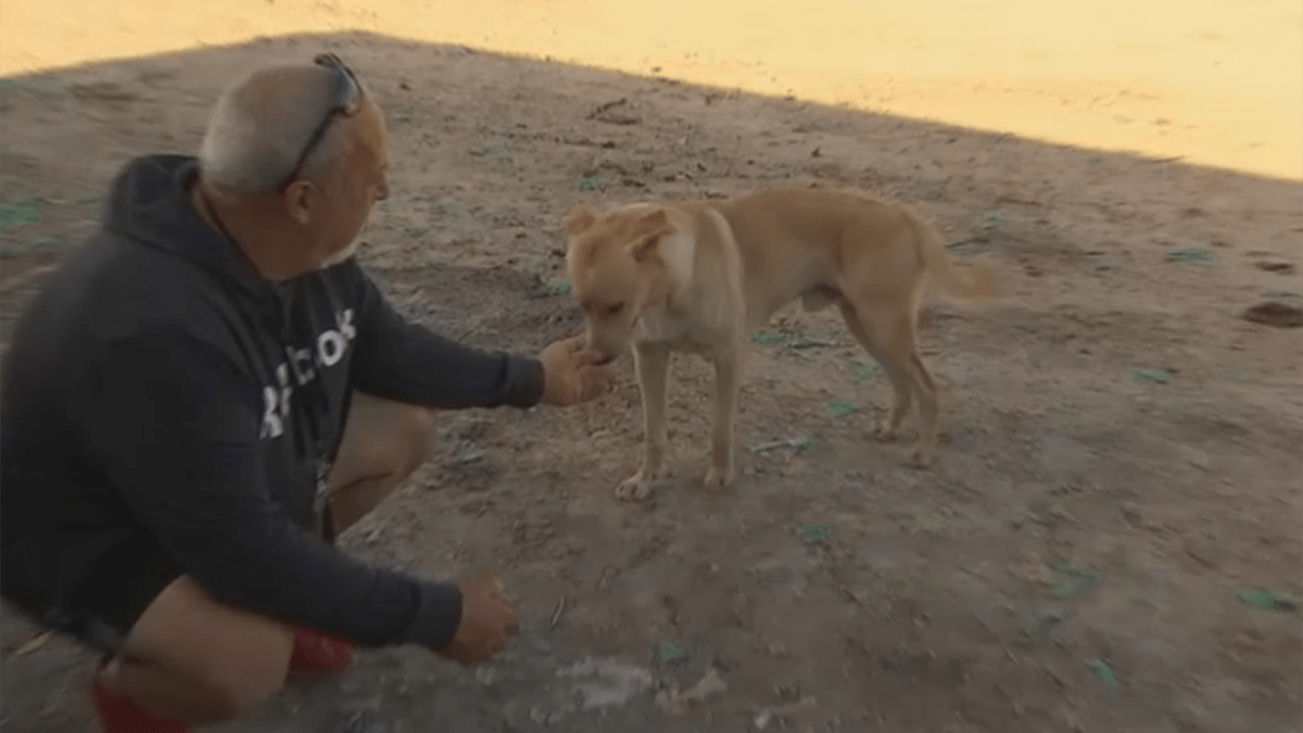 Man fights to help homeless pups in Miami-Dade’s ‘Dead Dog Alley’ – NBC ...