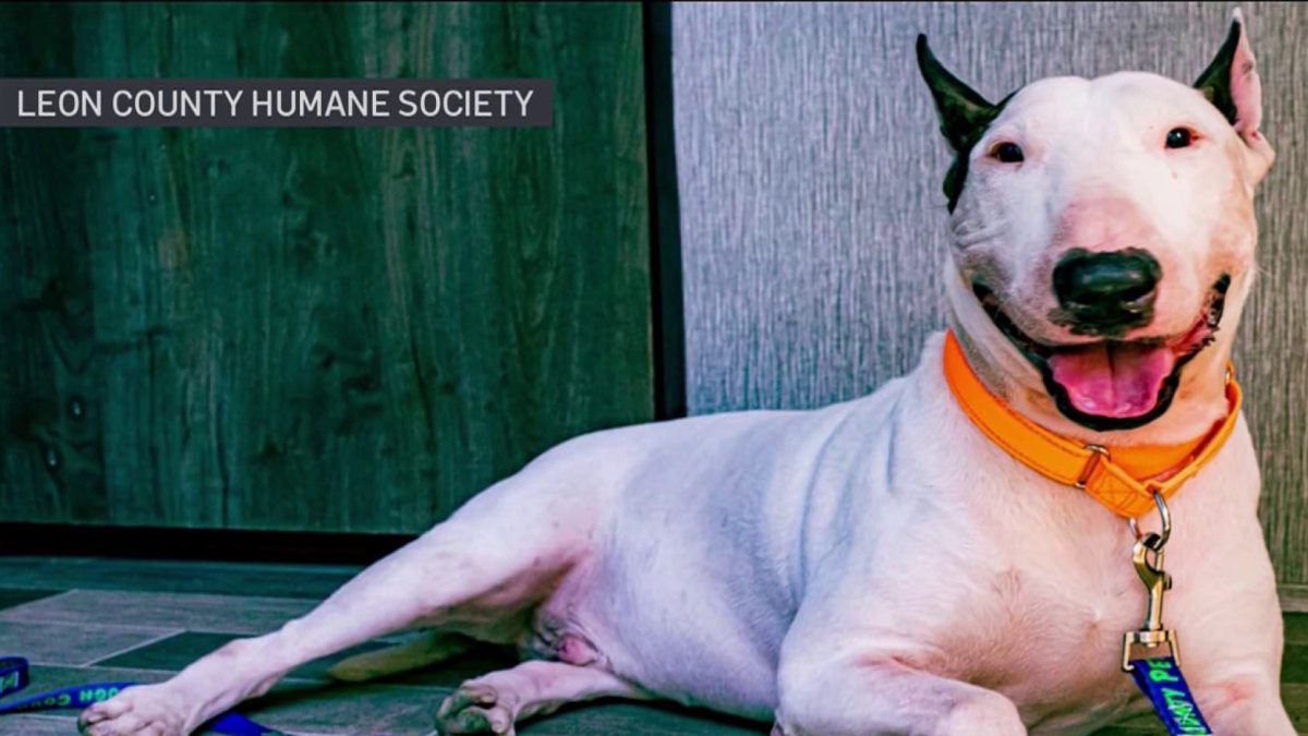He’s a ‘Trooper’: Dog left tied to pole on I-75 during Milton ...