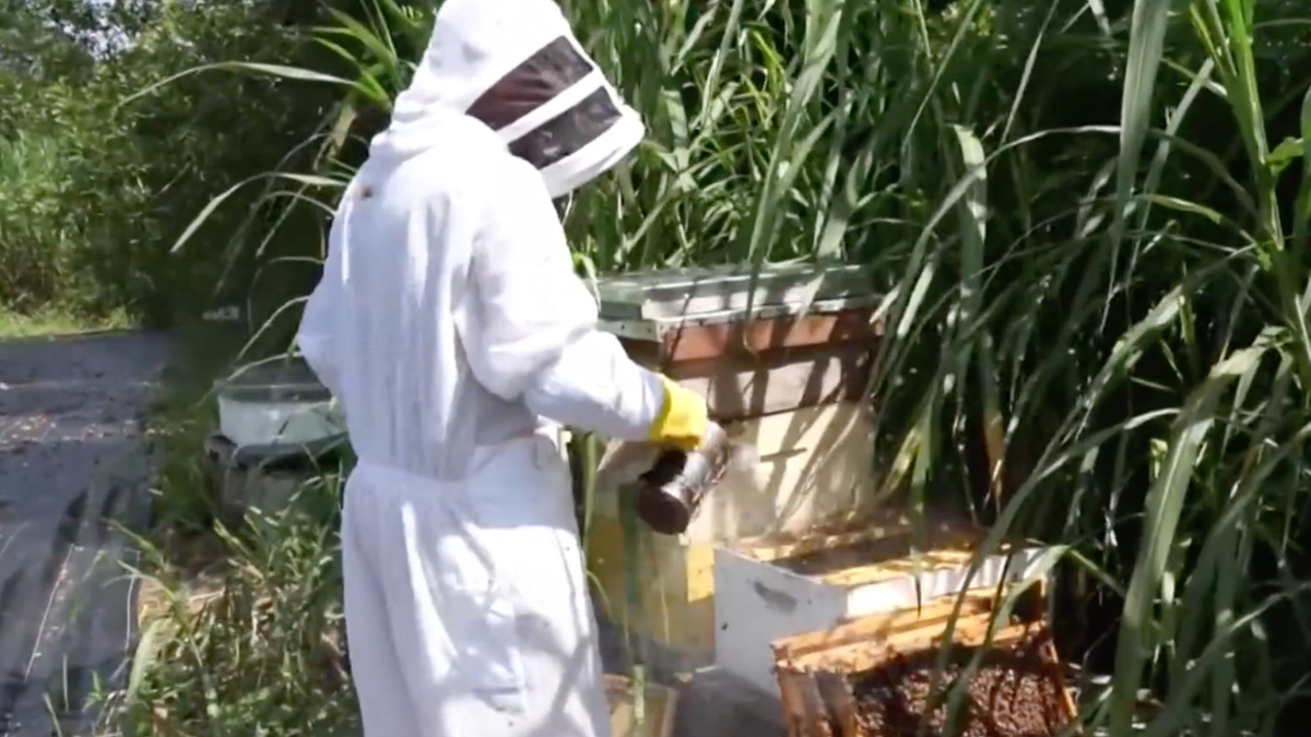 Beekeeping in South Florida – NBC 6 South Florida