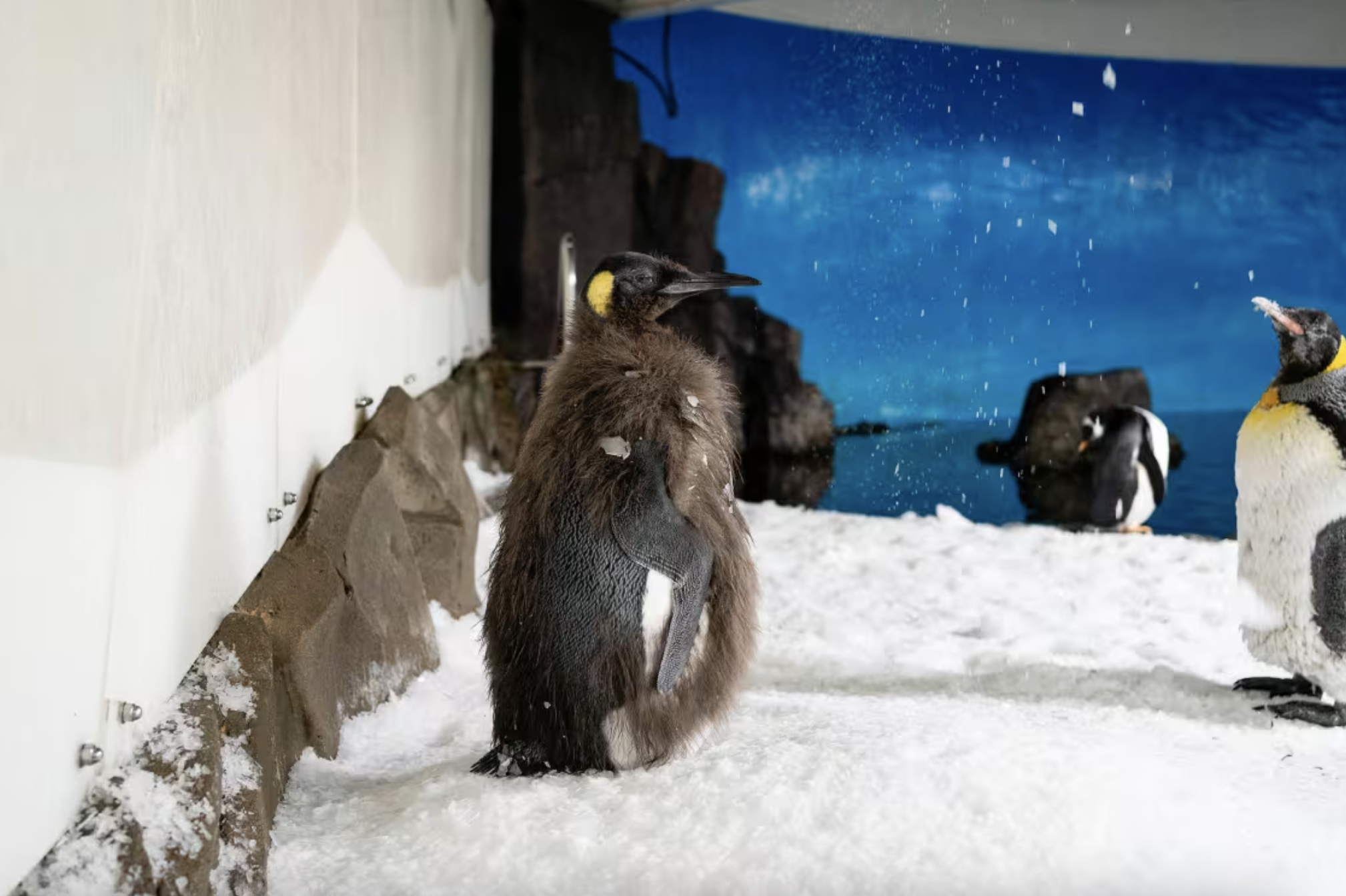 Pesto the viral baby penguin is shedding his brown feathers – NBC 6 ...