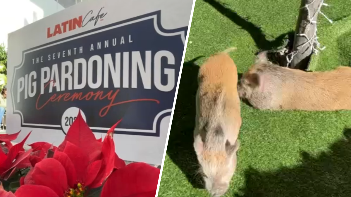 Pigs named Glinda and Elphaba get Christmas pardon in Miami – NBC 6 ...
