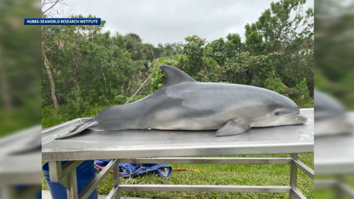 3 dolphins found dead in Florida died from bird flu, tests find – NBC 6 ...