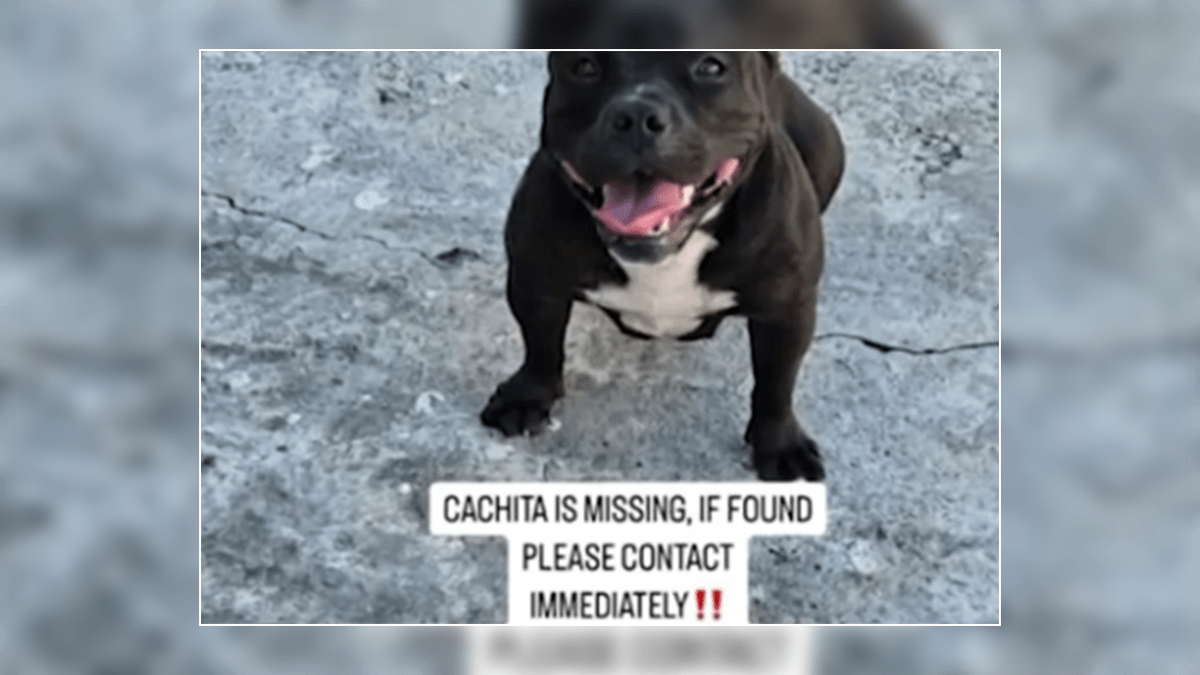Scammers targeting people looking for lost pets in Broward – NBC 6 ...
