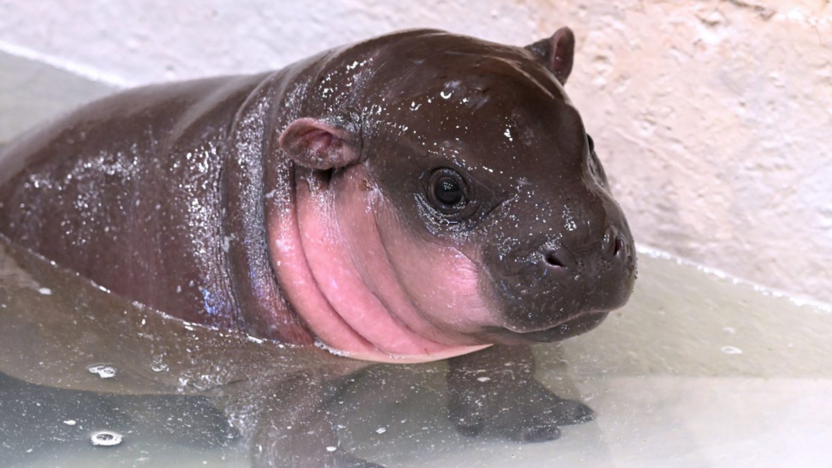 Pygmy hippo calf born at Metro Richmond Zoo named ‘Poppy’ after poll ...
