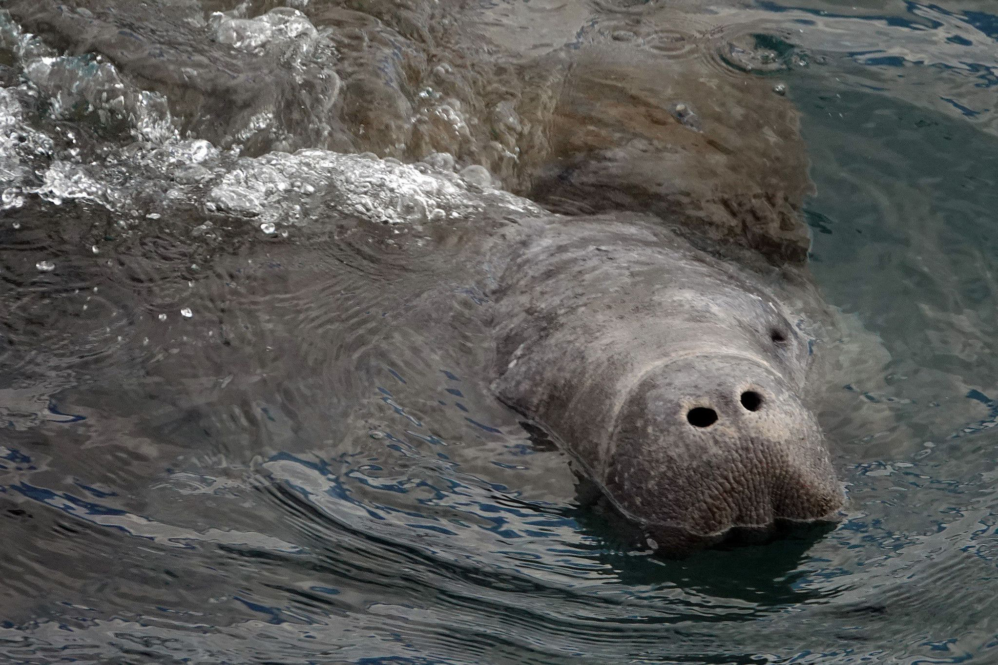 Florida manatees gather in warm water by power plants – NBC 6 South Florida