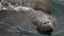 Florida manatees gather in warm water by power plants – NBC 6 South Florida