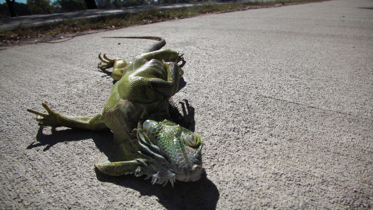 How to deal with cold-stunned, ‘frozen’ iguanas falling from trees ...