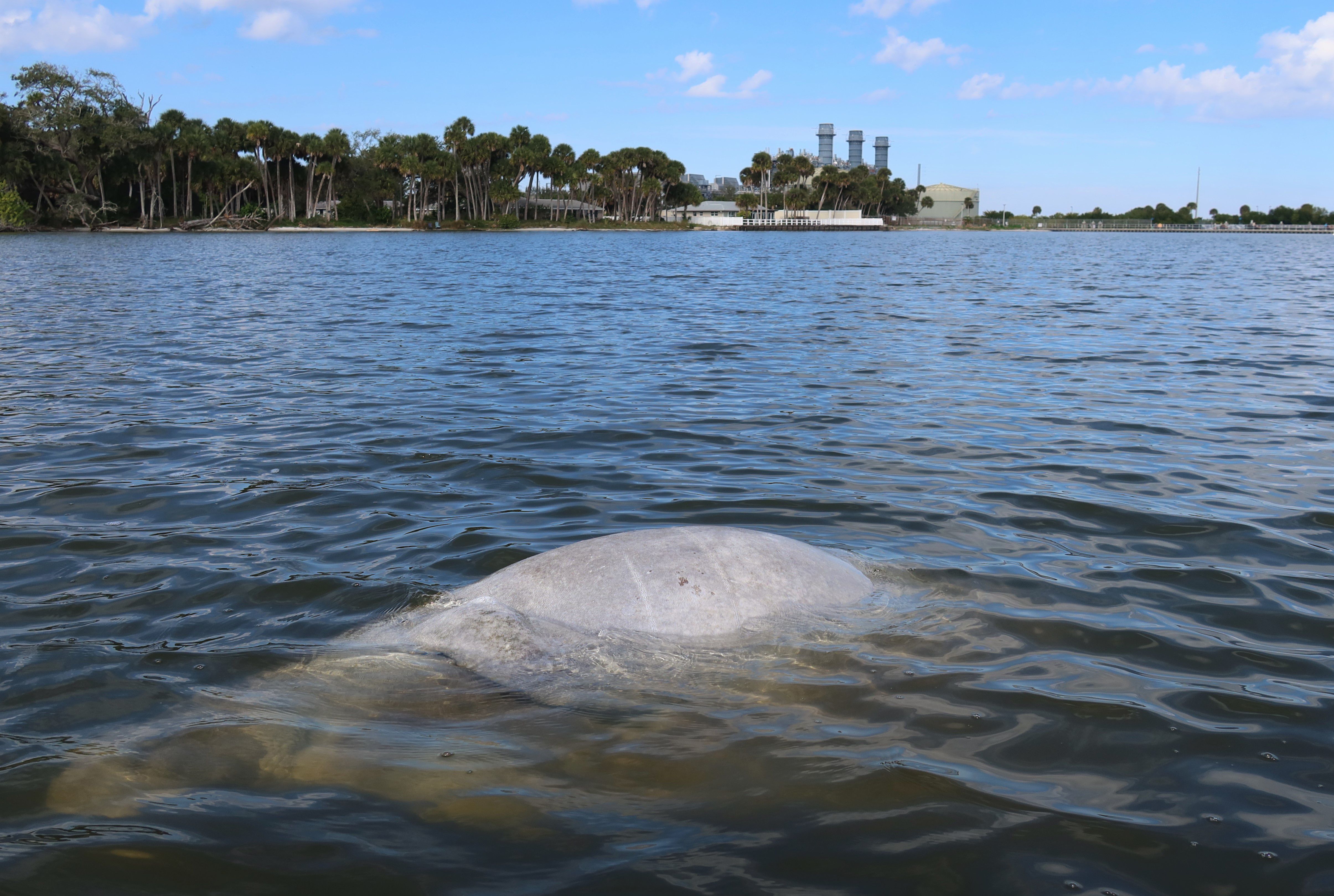 Florida manatees gather in warm water by power plants – NBC 6 South Florida