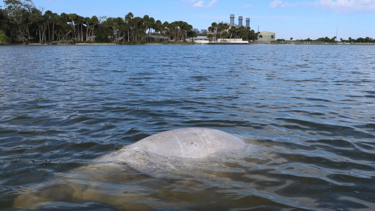 Florida manatees gather in warm water by power plants – NBC 6 South Florida