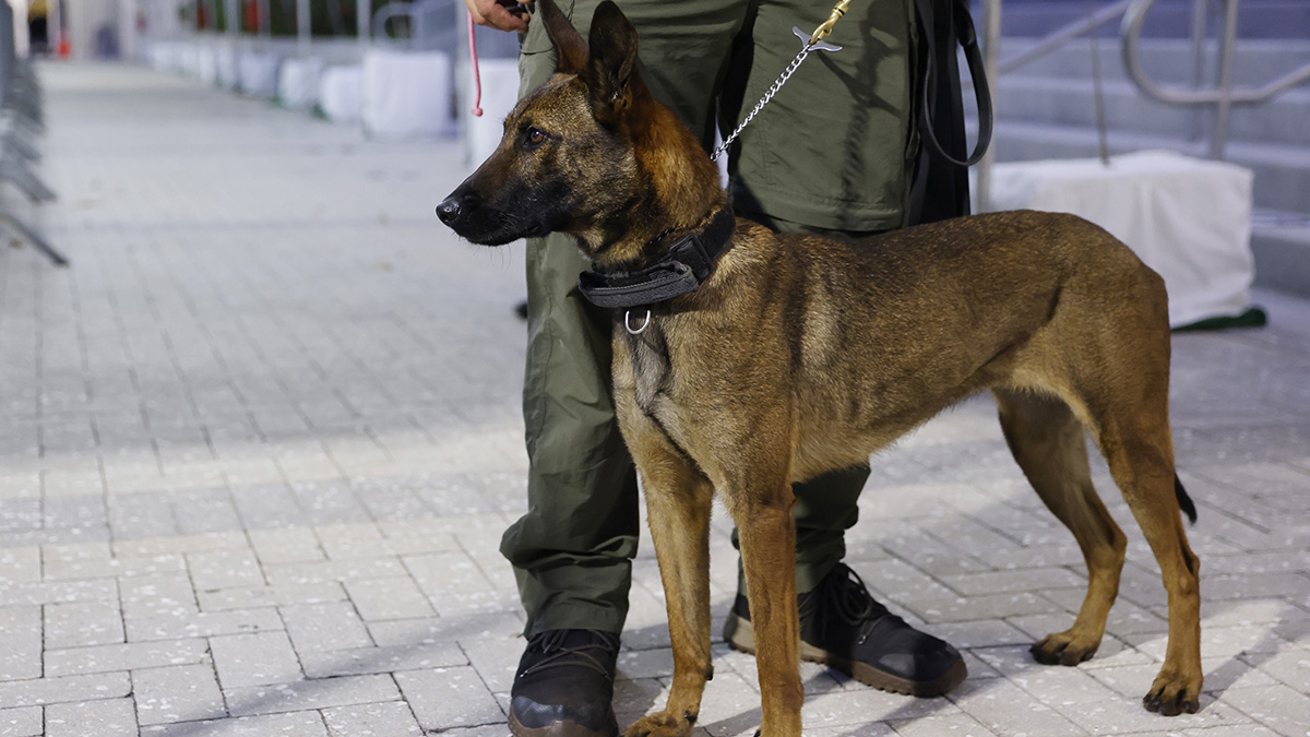 Florida court says drug-sniffing dog’s alert doesn’t justify police car ...