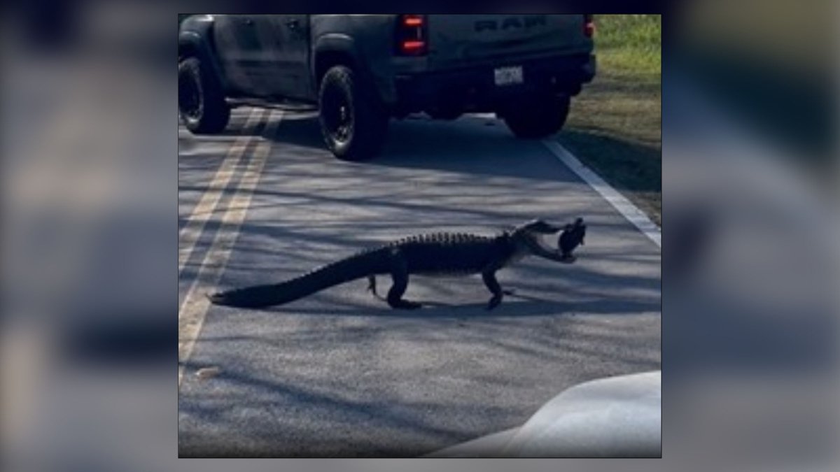 Video shows gator with turtle in mouth crossing Boynton Beach road ...