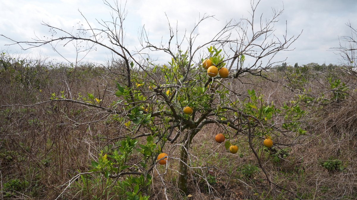 Florida’s famous orange groves may soon disappear – NBC 6 South Florida