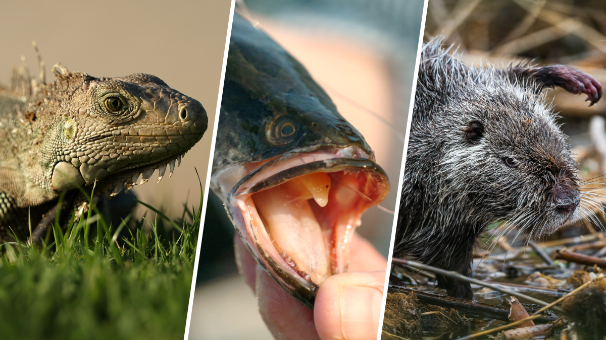 Nutria? These are invasive species you can catch and eat – NBC 6 South ...