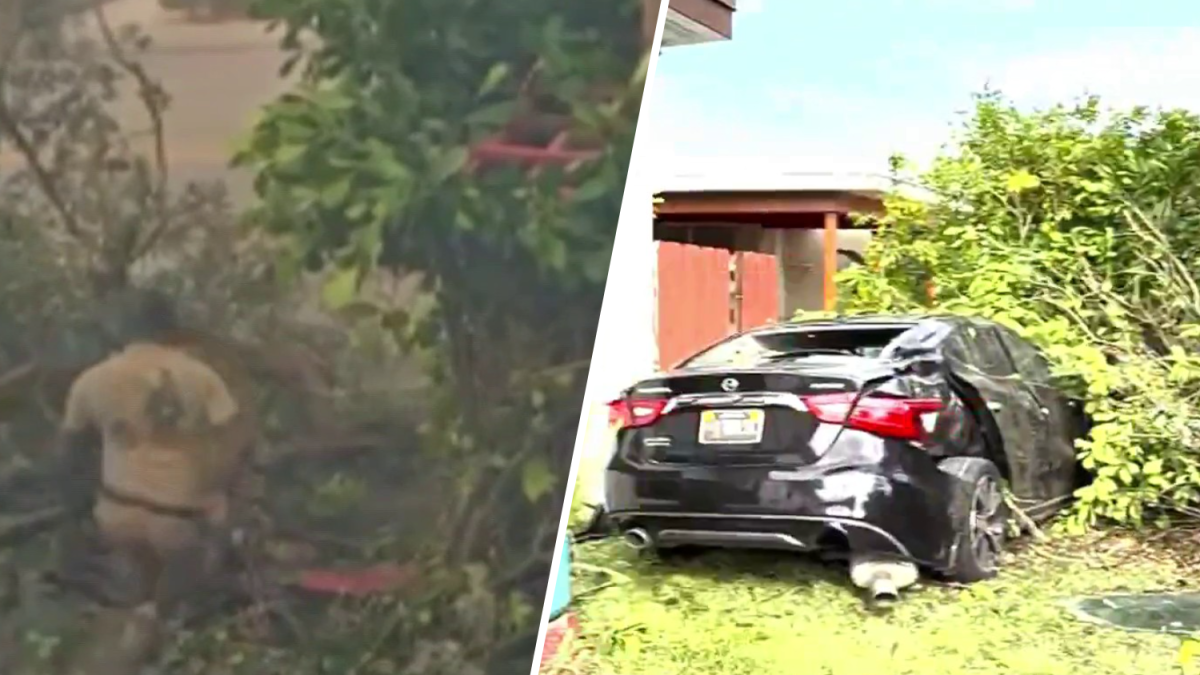 Car crashes into fence of Miami-Dade home – NBC 6 South Florida