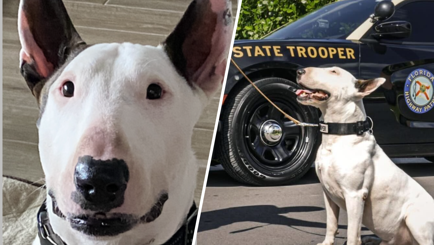 Charges dropped against Florida man who abandoned dog before Hurricane ...