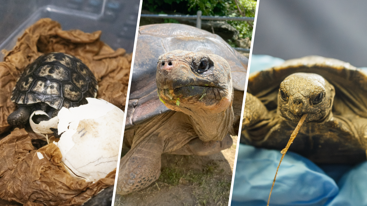 Pair of endangered tortoises welcome 4 hatchlings at Philly Zoo – NBC 6 ...