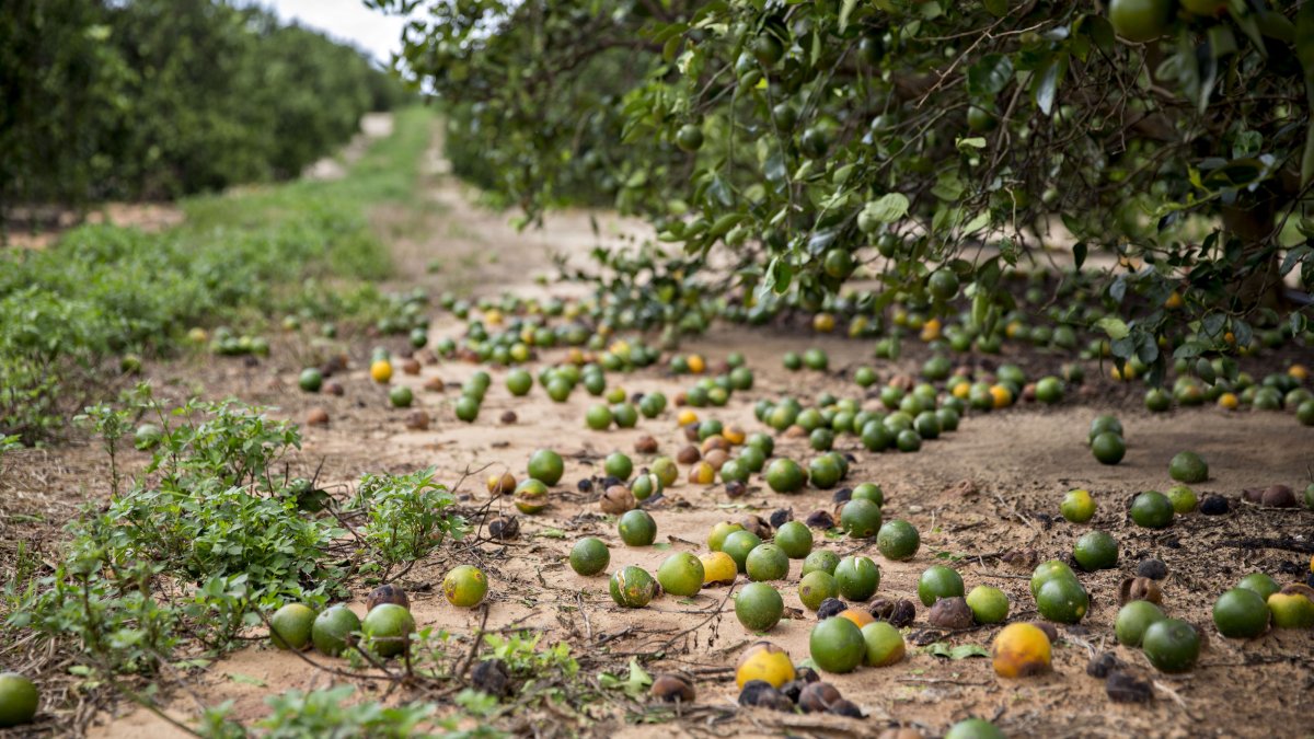 Florida grower plans to build new community after citrus operations ...