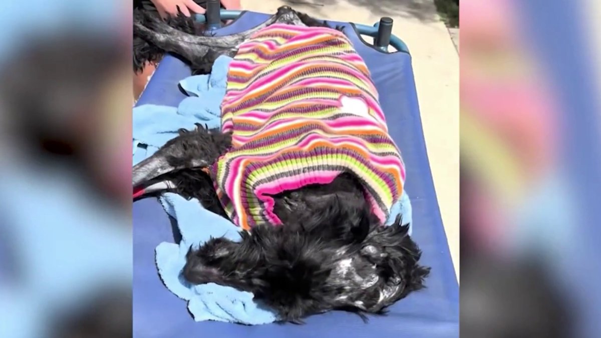 Police search for suspect after dog left for dead in Lauderdale Lakes ...