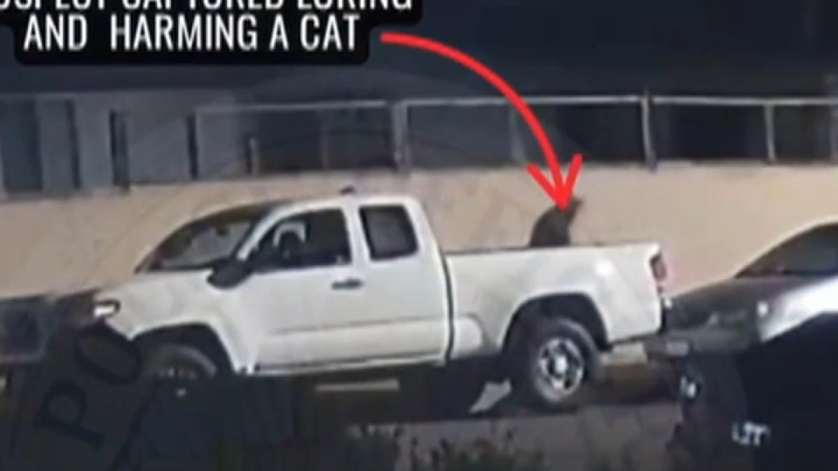 Santa Ana man accused of luring and killing cats faces charges – NBC 6 ...