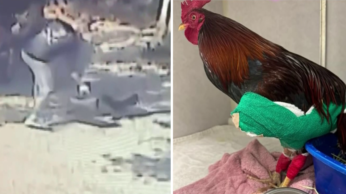 Man caught on camera viciously beating rooster in Fort Lauderdale ...