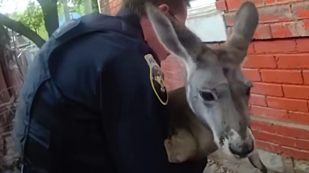 Kangaroo caught by Colorado police after escape (again) – NBC 6 South ...