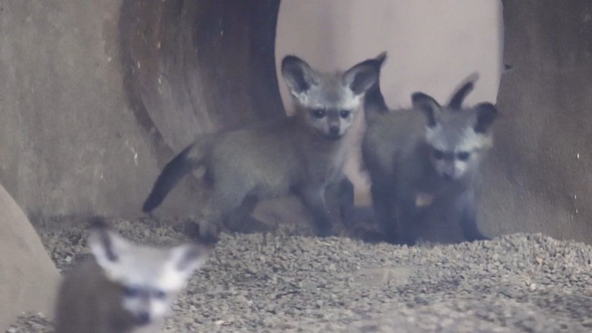 Six bat-eared fox kits born at Tennessee zoo in rare large litter – NBC ...
