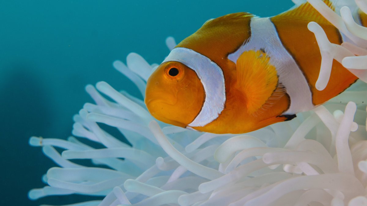 Clownfish shrinking helps survival amid ocean heat waves – NBC 6 South ...